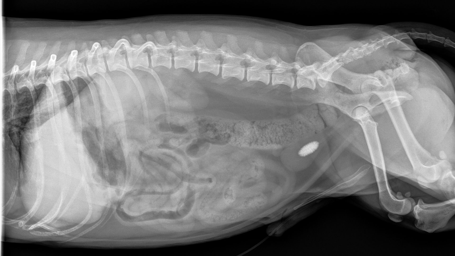 Pet Digital Radiographs In North Richland Hills, TX | Urban Trails ...